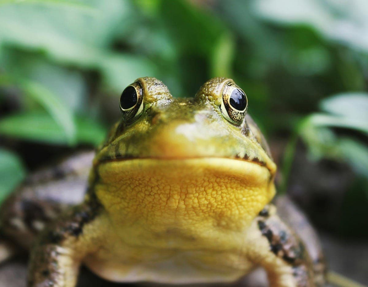 Qual é o significado de sonhar com sapo? Entenda