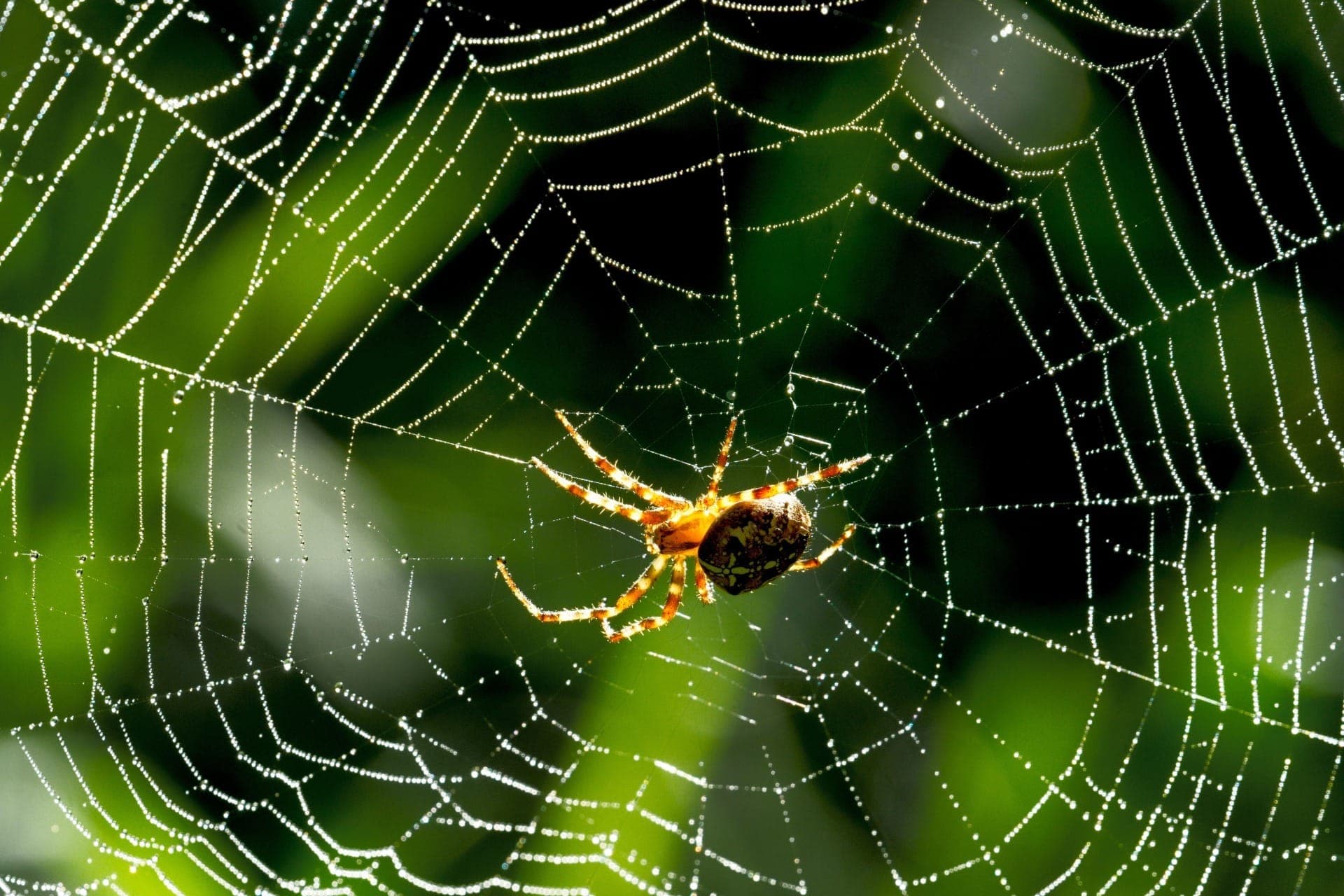 O que fazer em caso de picada de aranha? Veja sintomas e tratamento