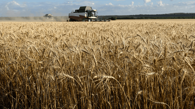Produção de trigo deve recuar 20% em 2026, projeta Conab