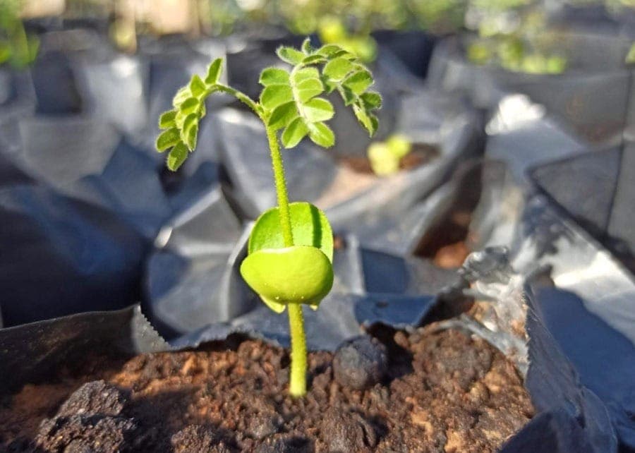 Embrapa produz mudas nativas da Caatinga com água salobra no Semiárido